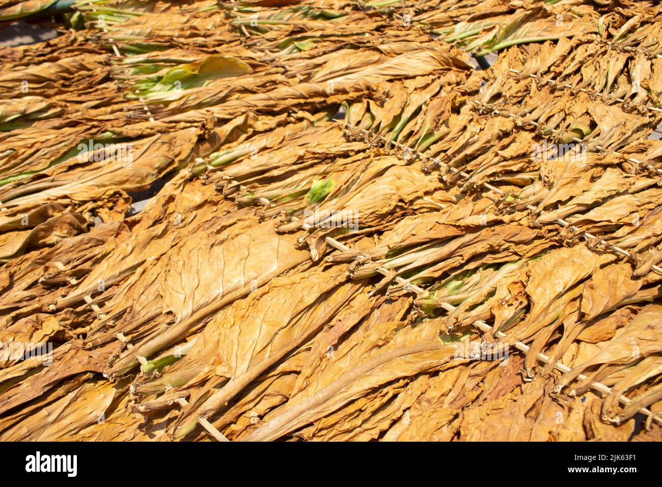 Drying traditional tobacco leaves with Hanging in a field, Indonesia ...