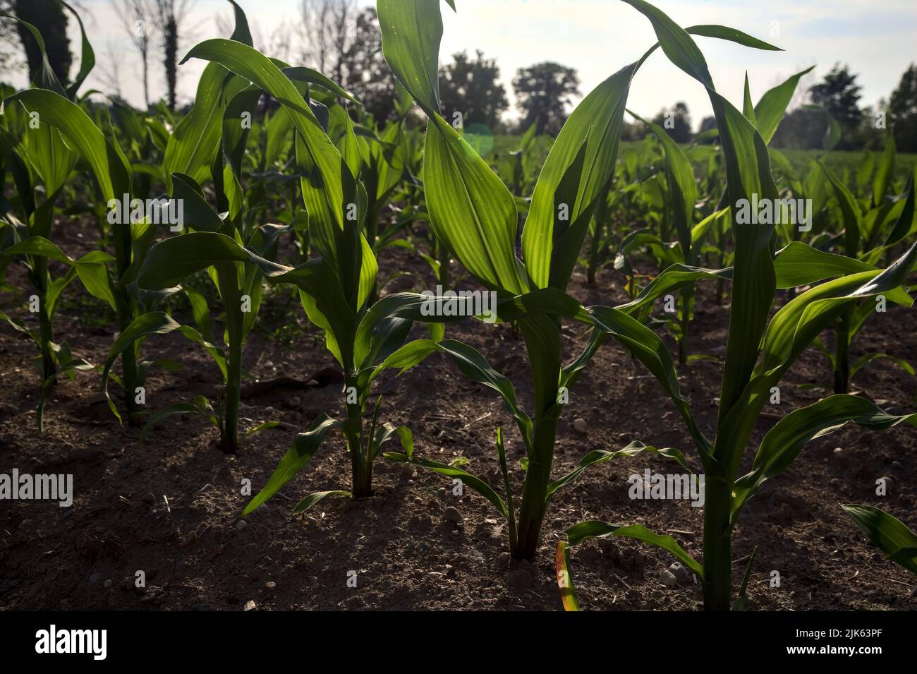 Corn plants at early stage of growth in a field at sunset seen up close ...