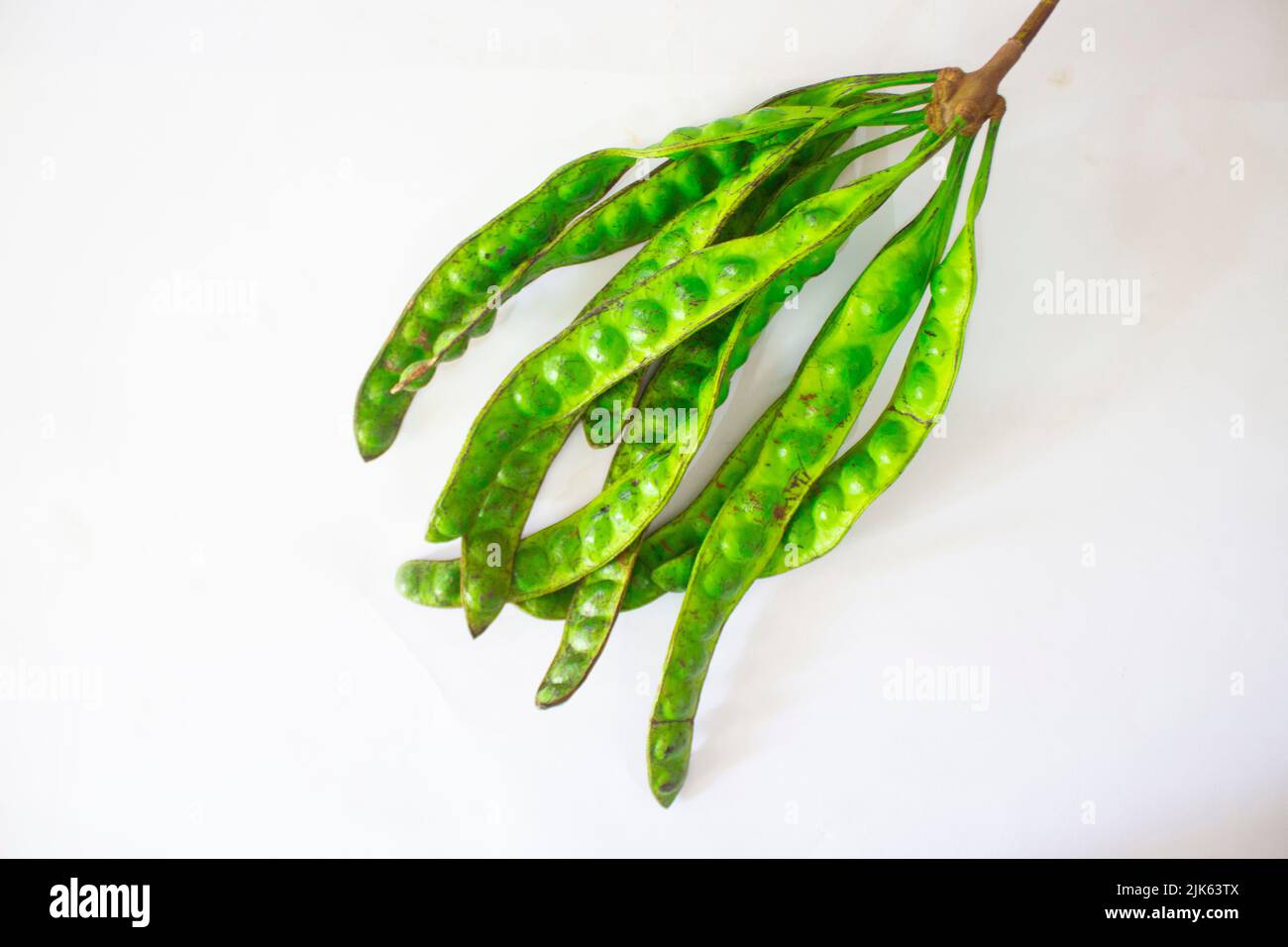 Petai, Twisted cluster bean, Stink bean, Bitter Bean, Parkia speciosa ...