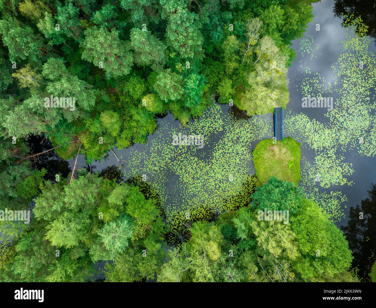 Aerial view of green lake bank. Natural habitat for wild nature and ...