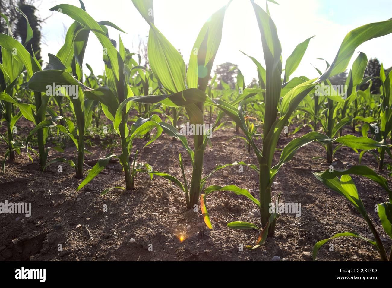 Corn plants at early stage of growth in a field at sunset seen up close ...