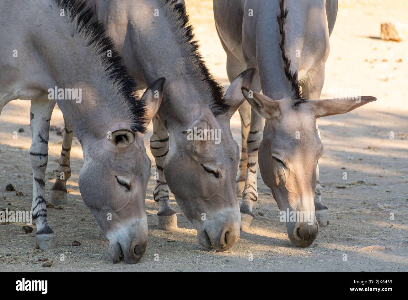 Somali wild ass (Equus asinus somalicus Stock Photo - Alamy