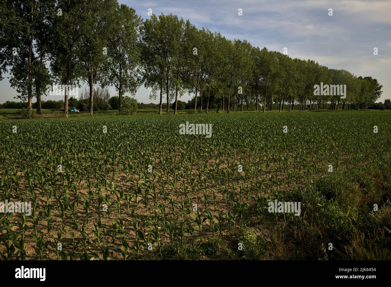 Row of poplars on the horizon hi-res stock photography and images - Alamy