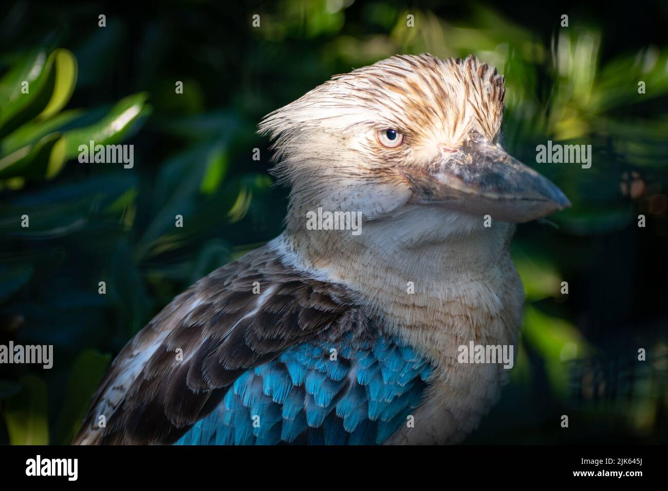 Blue winged Kookaburra (Dacelo leachii) female bird Stock Photo - Alamy