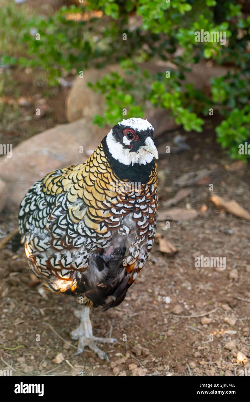 Reeve's Pheasant (Syrmaticus reevesii) bird Stock Photo - Alamy