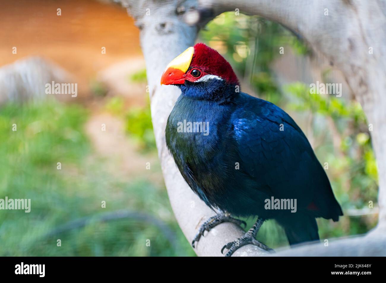 Violet Turaco (Musophaga violacea) bird sitting on a branch Stock Photo ...