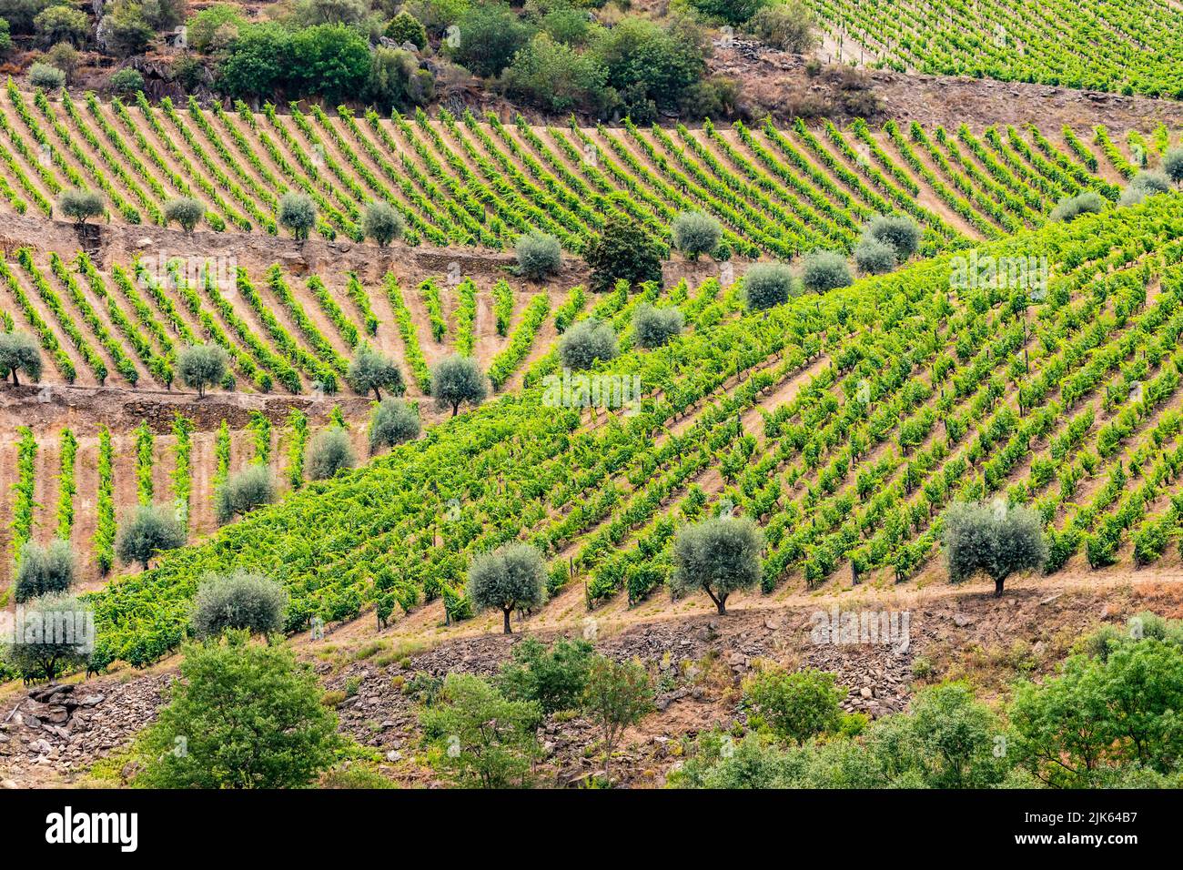 Terraces olive trees hi-res stock photography and images - Alamy