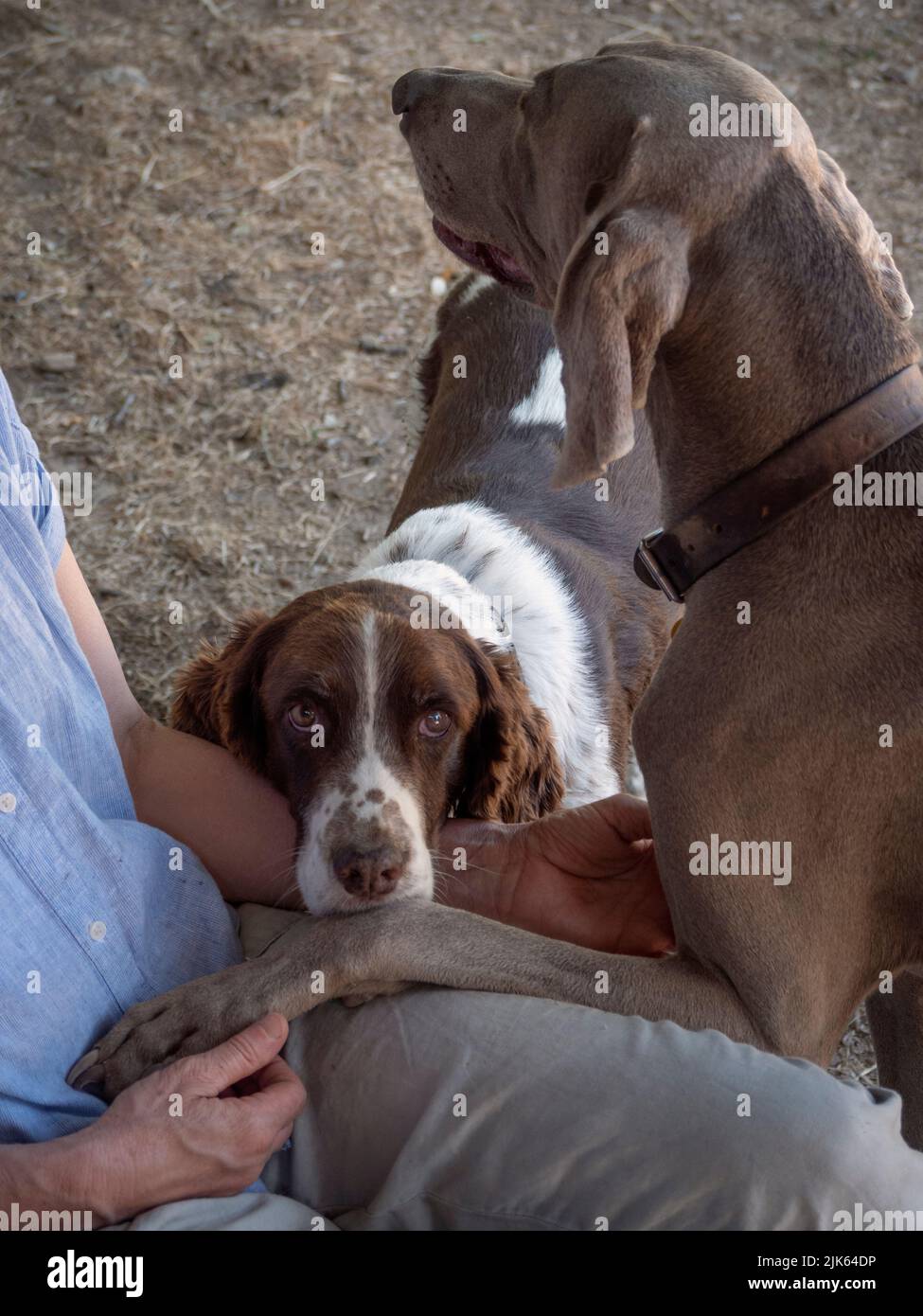 Owner family hi-res stock photography and images - Alamy