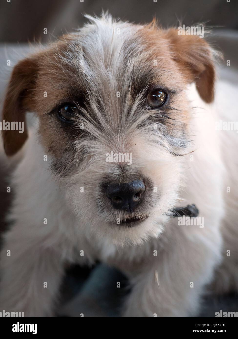 Four months old Jack Russell Terrier looking curious to the camera ...