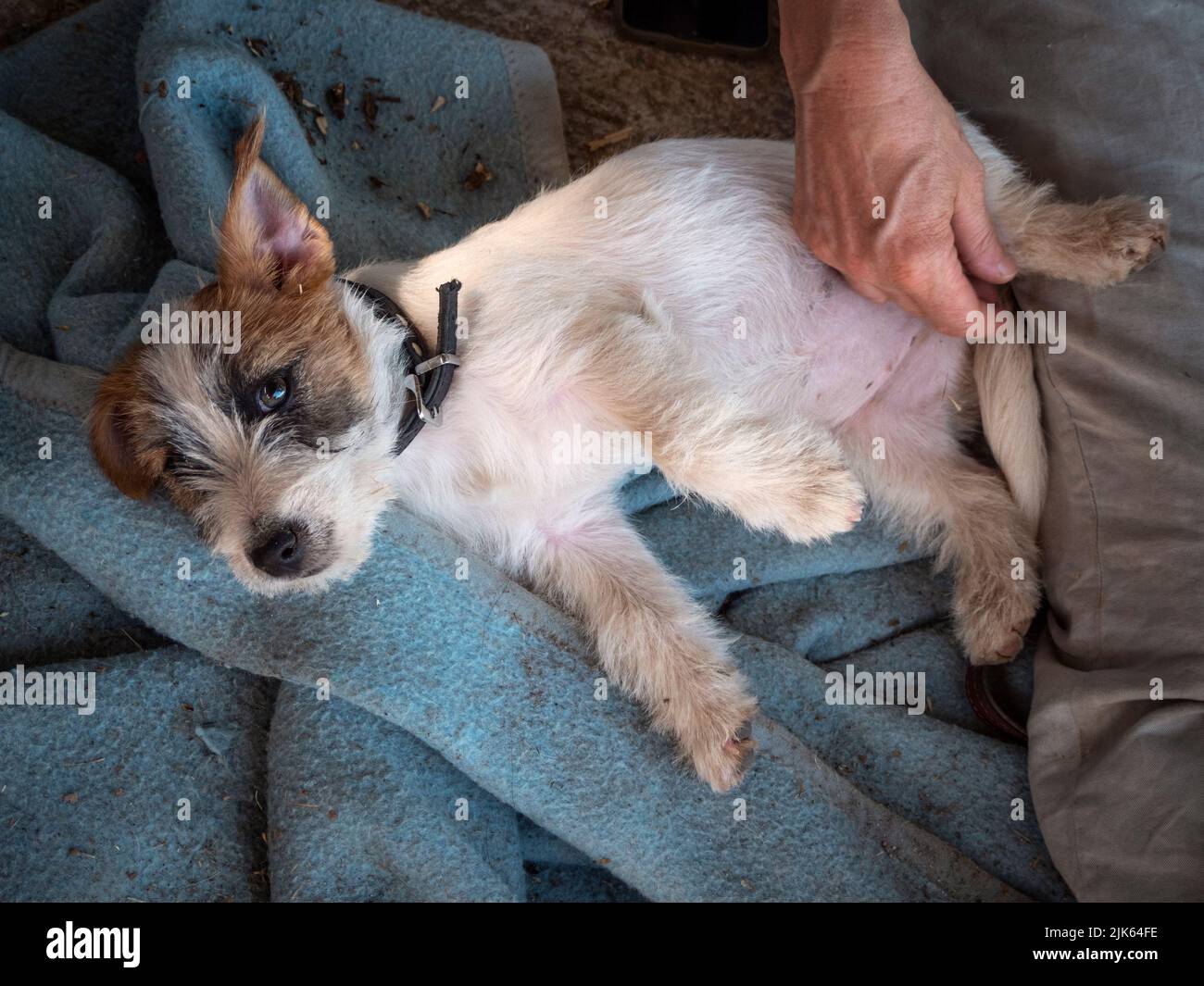 Four months old Jack Russell Terrier lying on an old blue rag while her ...