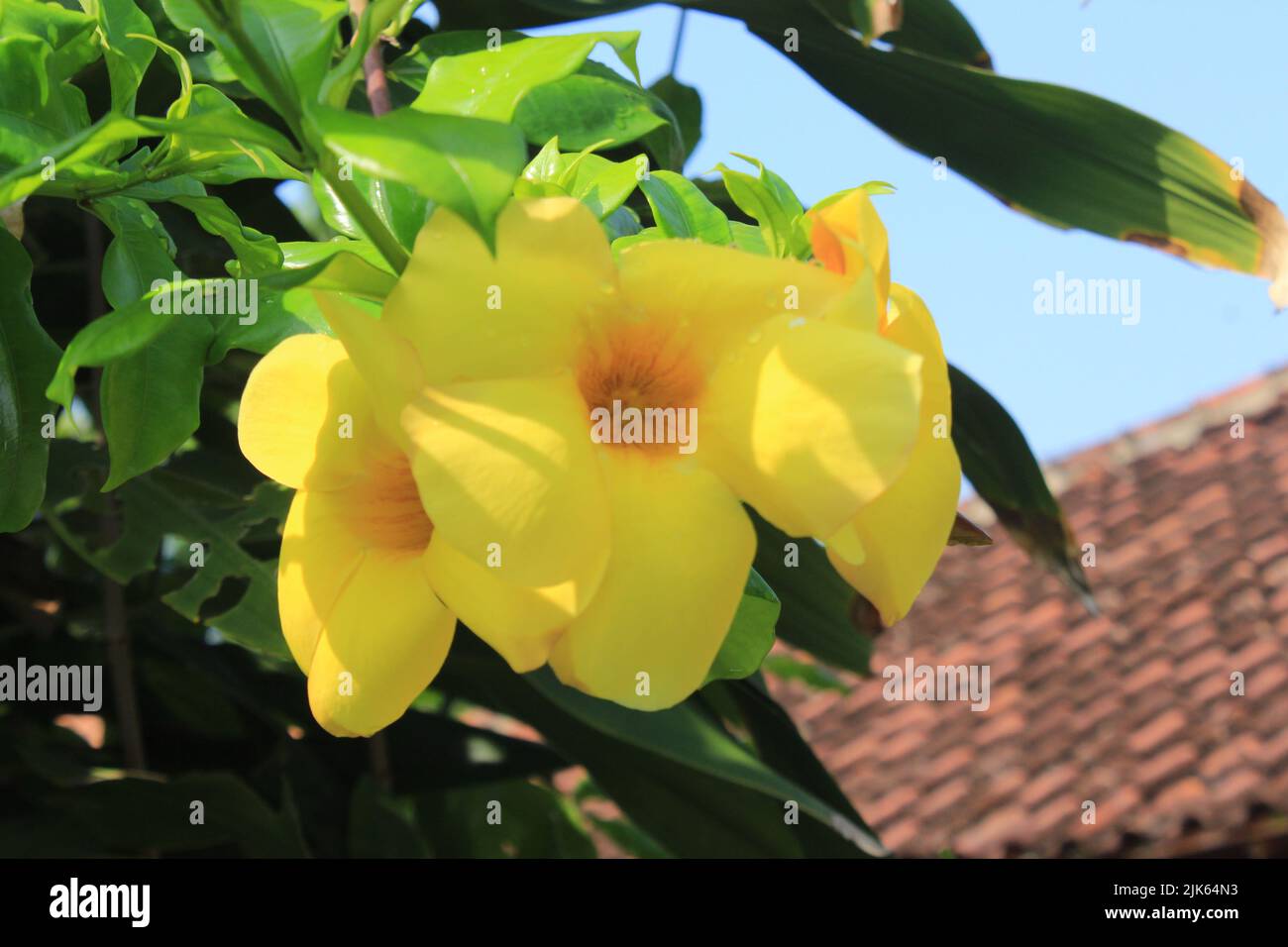 Allamanda flower hi-res stock photography and images - Alamy