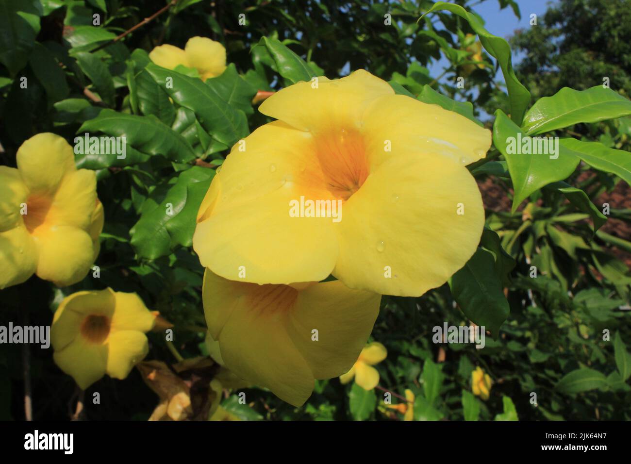 Allamanda flower hi-res stock photography and images - Alamy