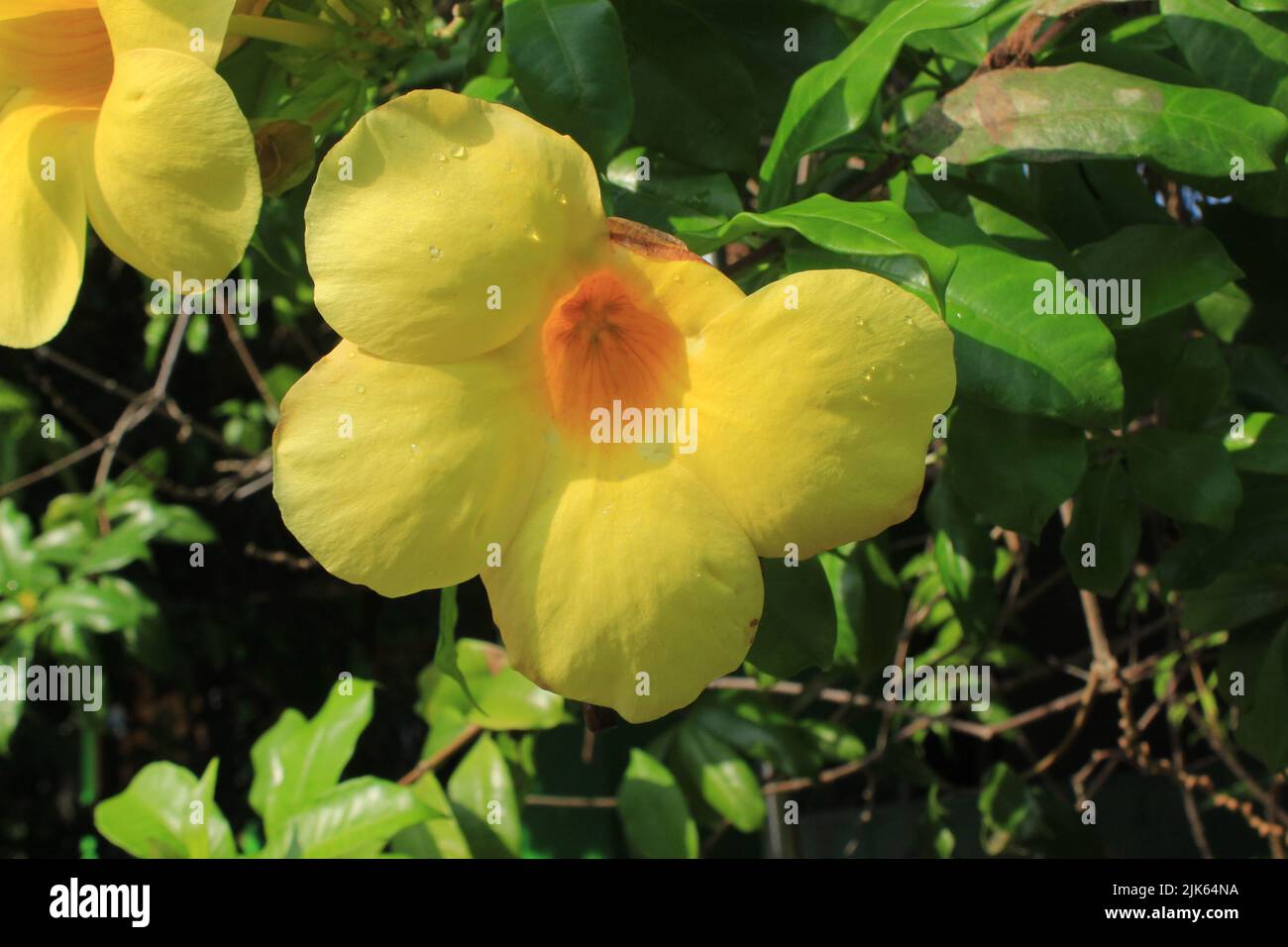 Allamanda flower hi-res stock photography and images - Alamy