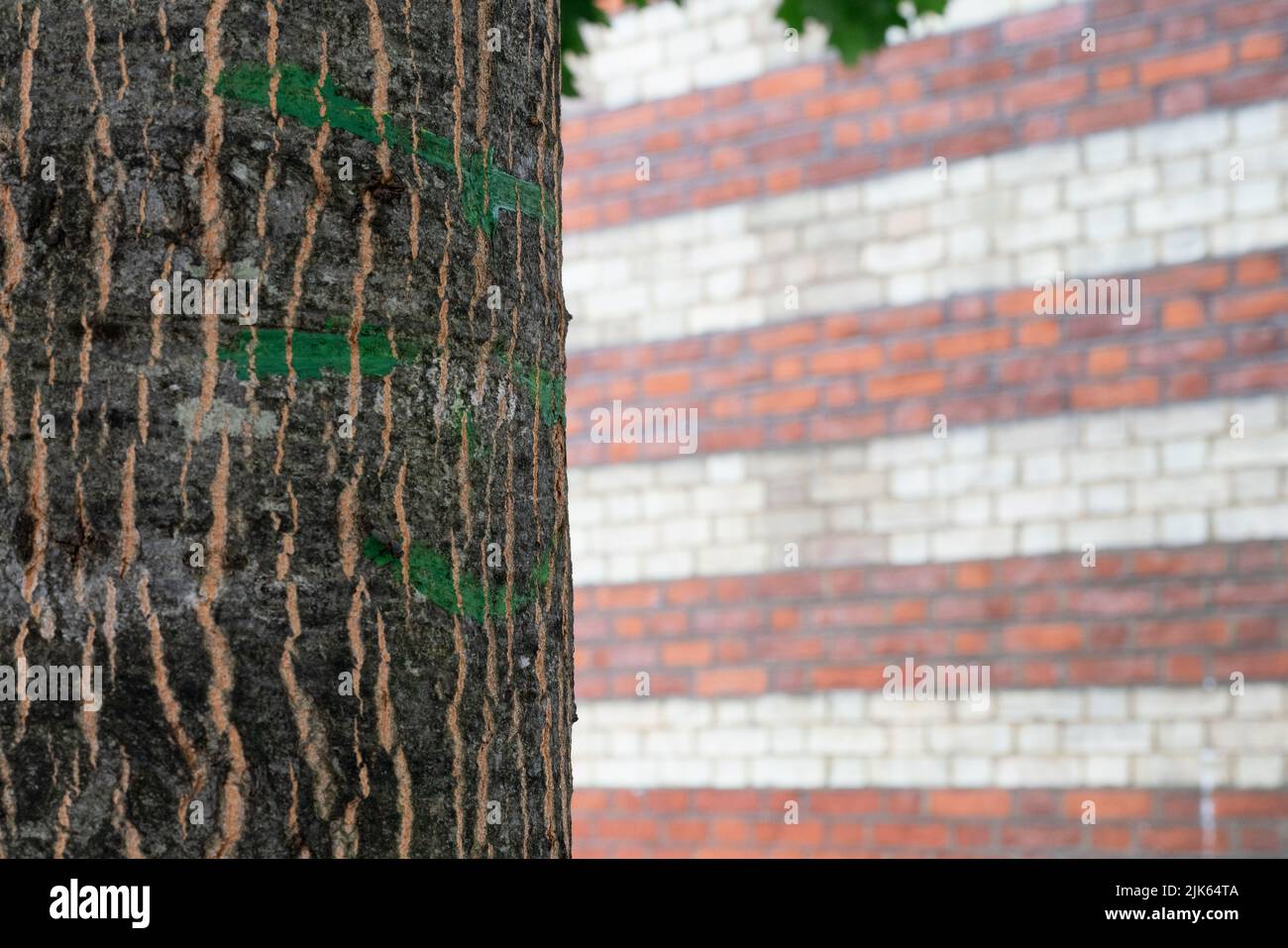 Texture of tree bark and brick wall, Mayfair, London Stock Photo - Alamy