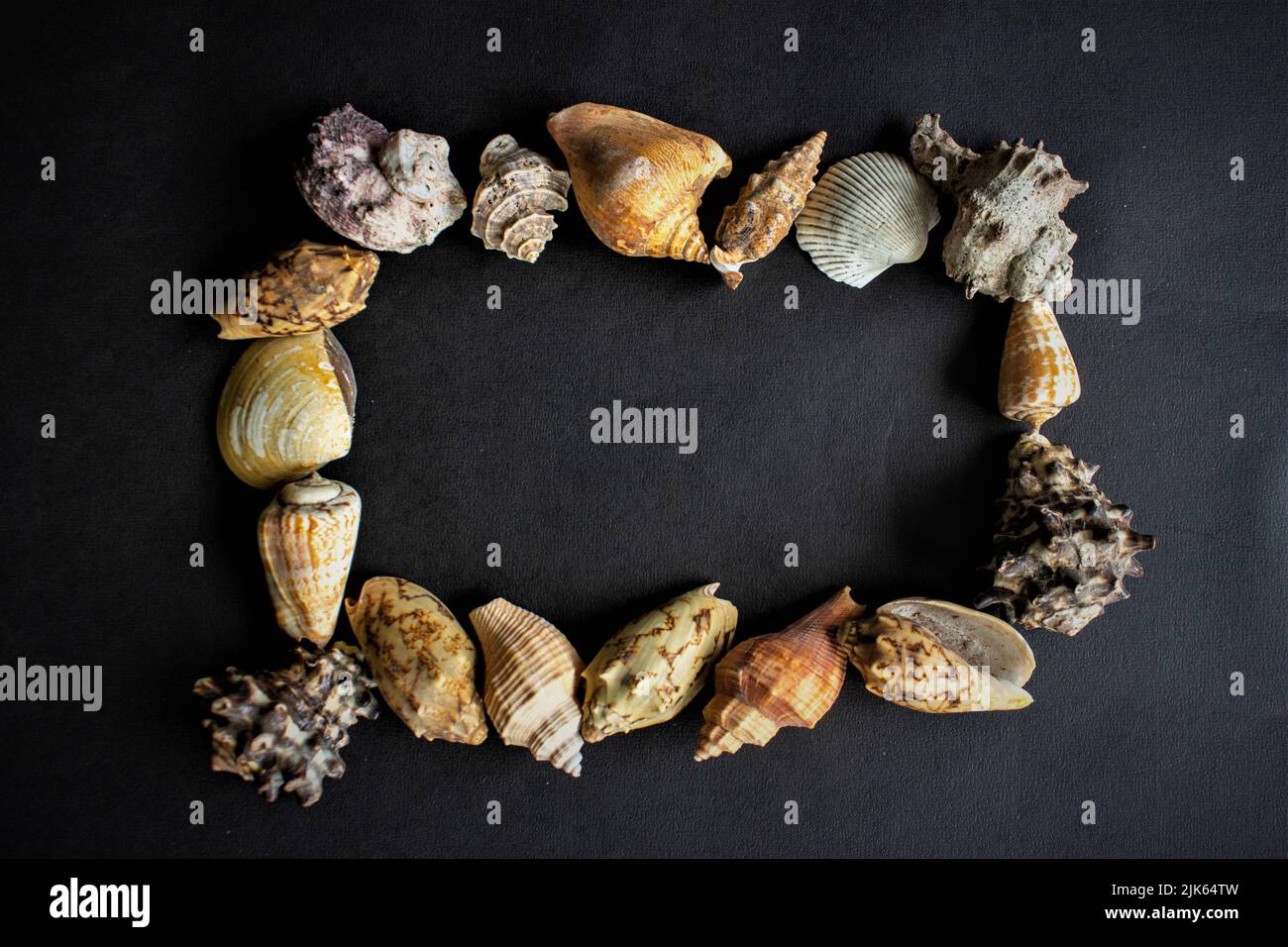 sea shells, conch, scallop and mussel with circle shape isolated on ...