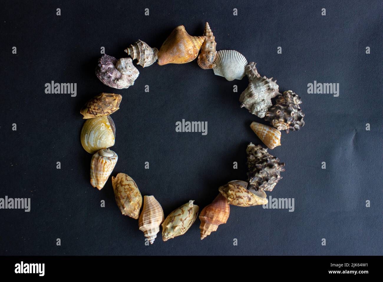 sea shells, conch, scallop and mussel with circle shape isolated on ...