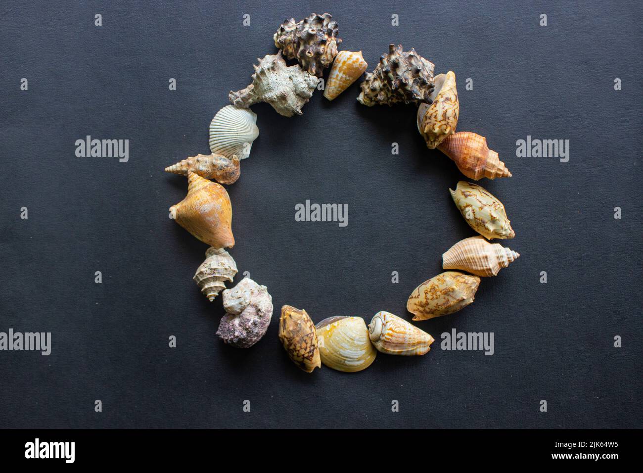 sea shells, conch, scallop and mussel with circle shape isolated on ...