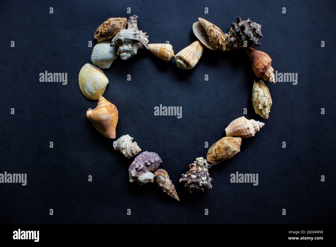 sea shells, conch, scallop and mussel with circle shape isolated on ...
