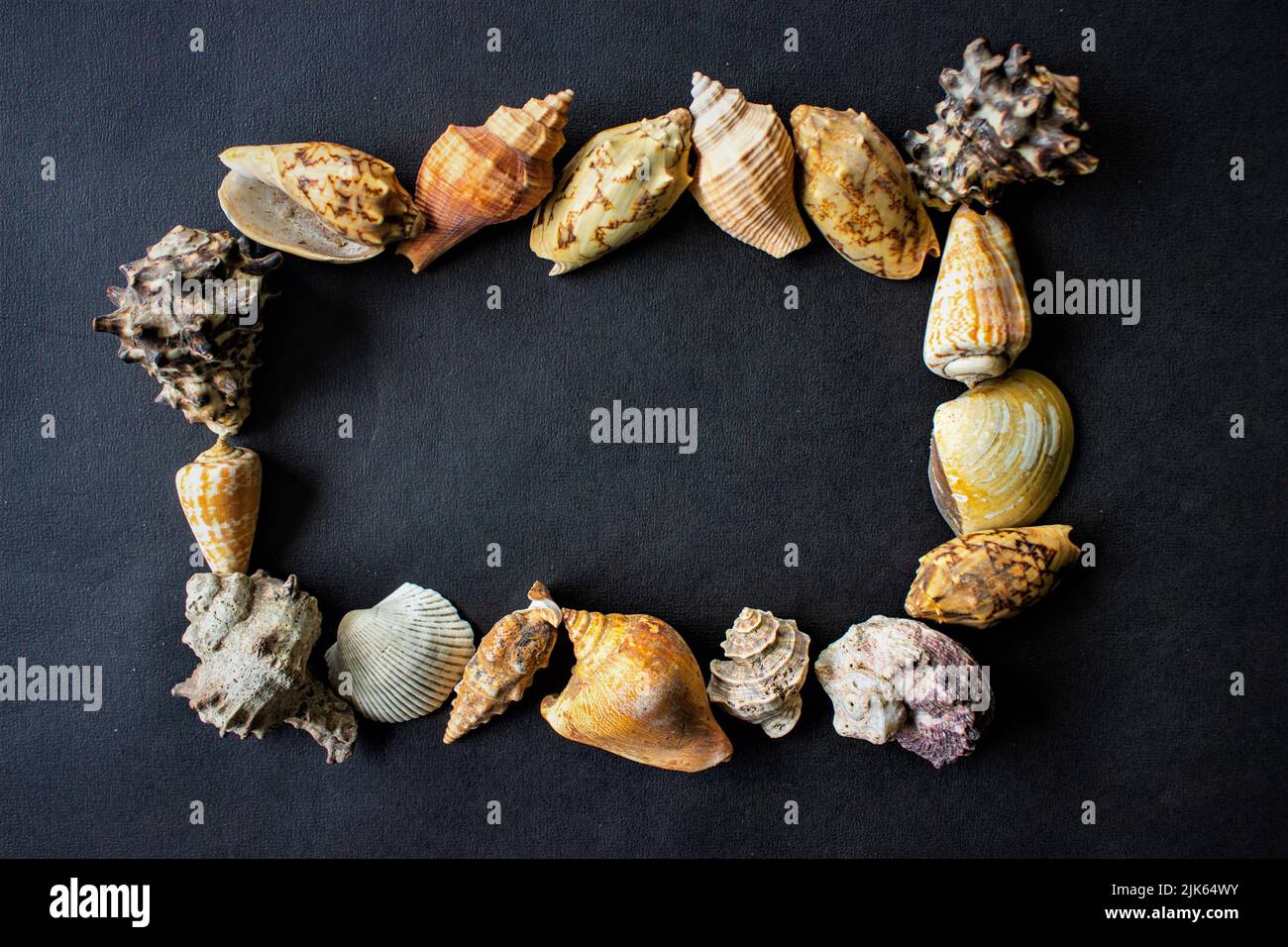 sea shells, conch, scallop and mussel with circle shape isolated on ...
