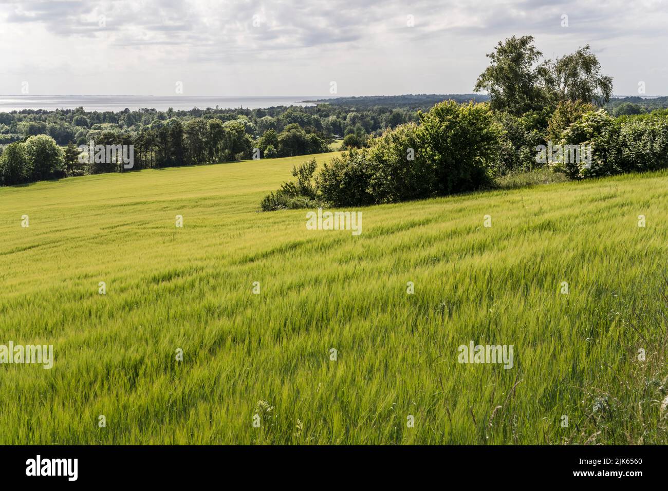 landscape with tall crops and woods on green shore of sea, shot near ...