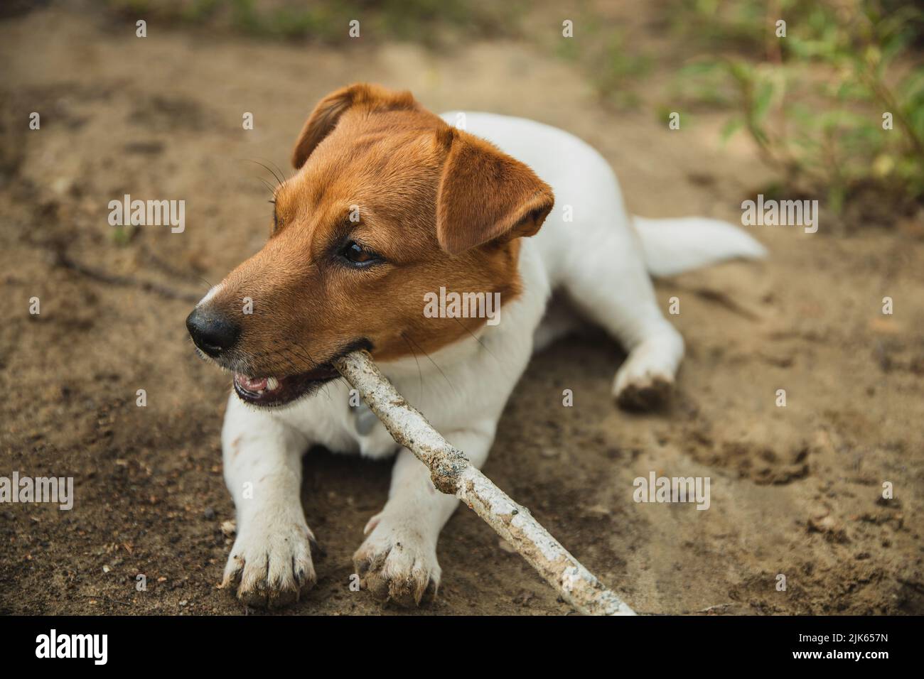 Jack Russell Terrier playing with a stick outside Stock Photo - Alamy
