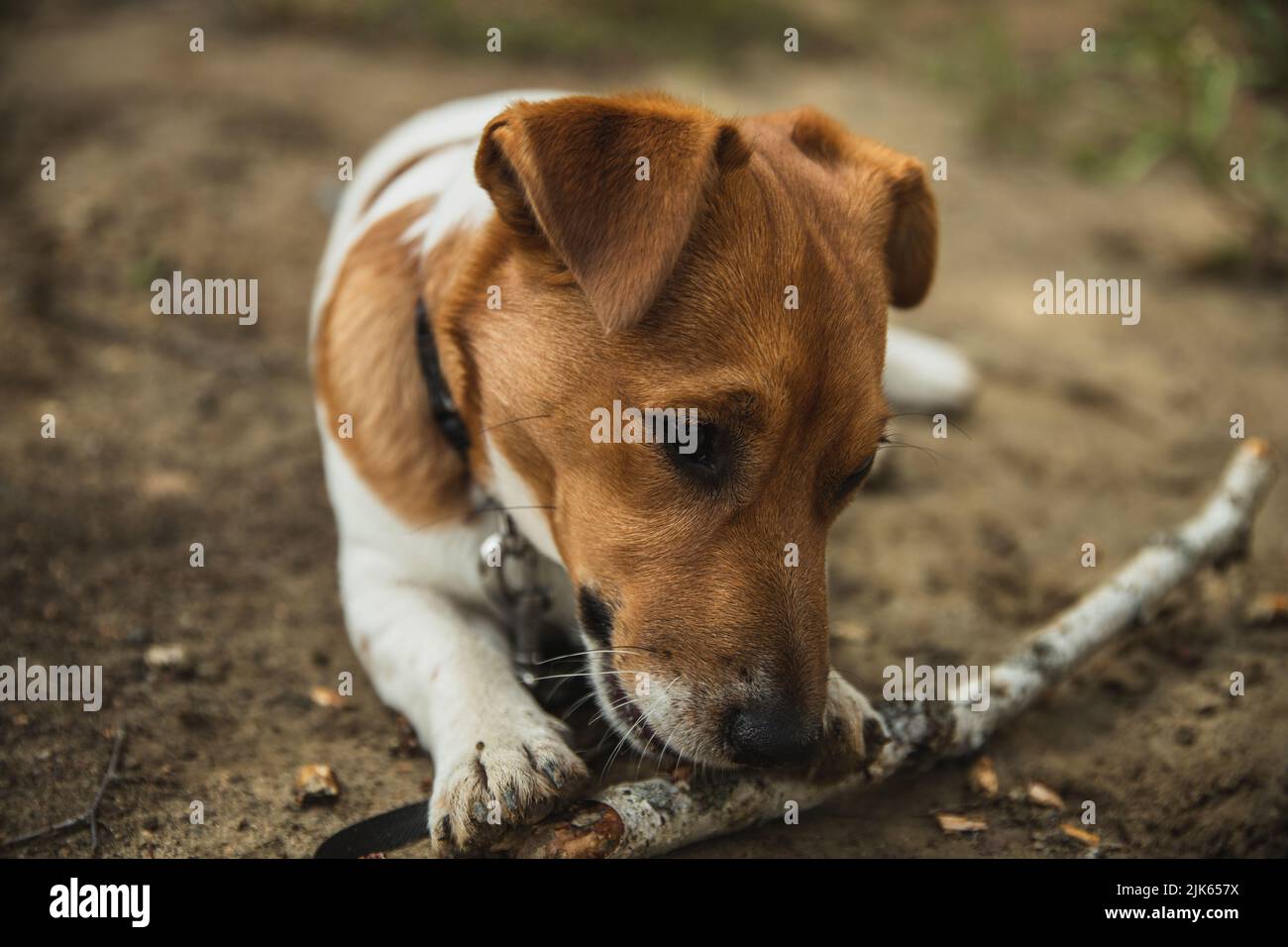 Jack Russell Terrier playing with a stick outside Stock Photo - Alamy