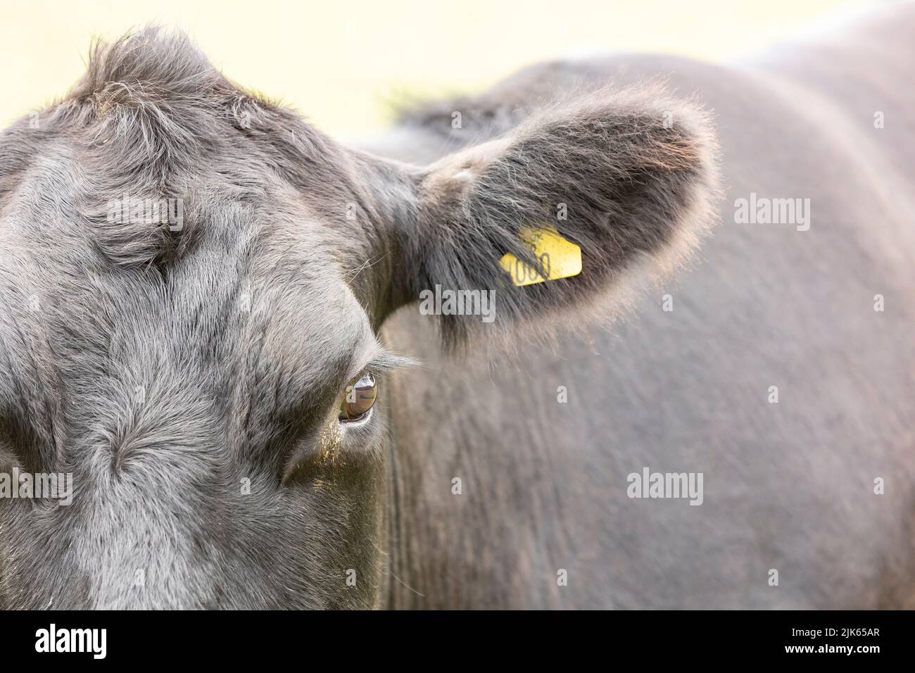 Close up of black Angus calf with yellow ear tag and out-of-focus ...