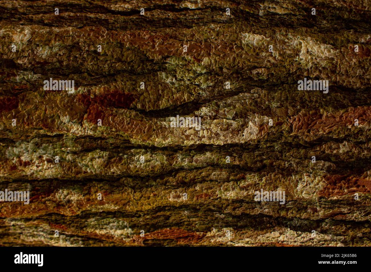 Pine tree bark texture close up. Background of plane tree bark, plane ...