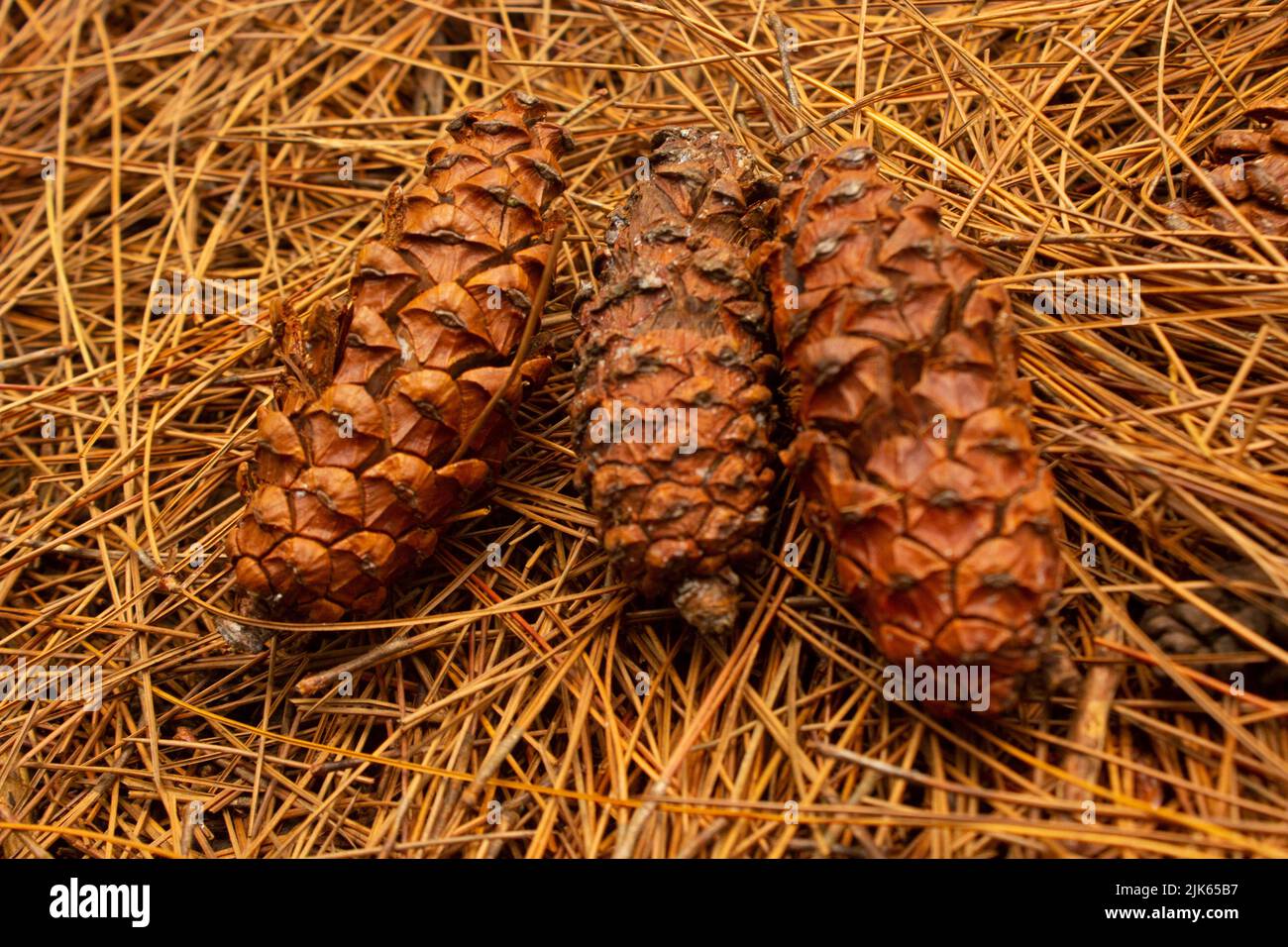 brown pine cone, pine seed on wood background Stock Photo - Alamy