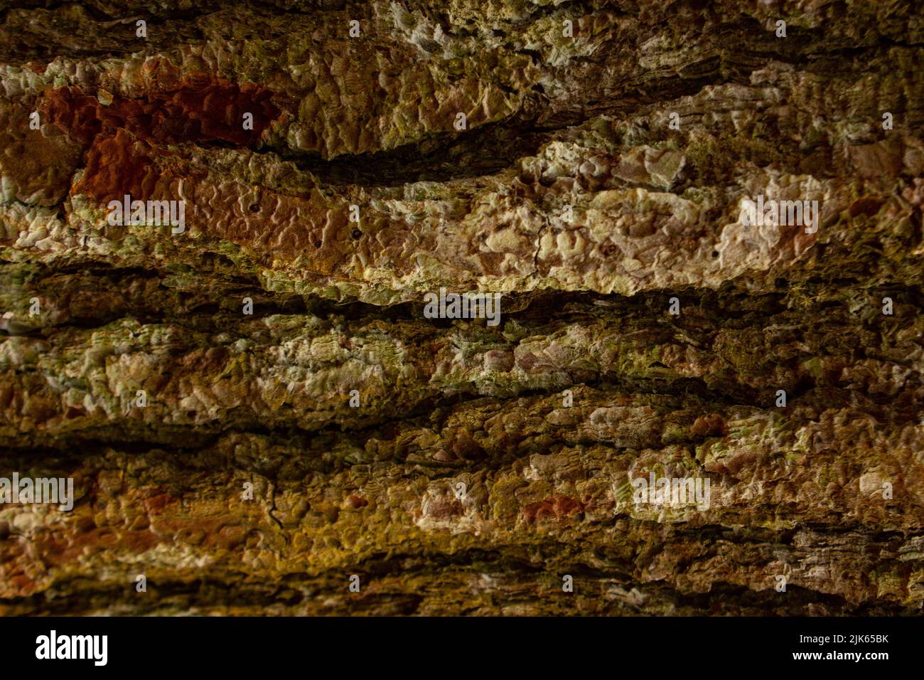 Pine tree bark texture close up. Background of plane tree bark, plane ...