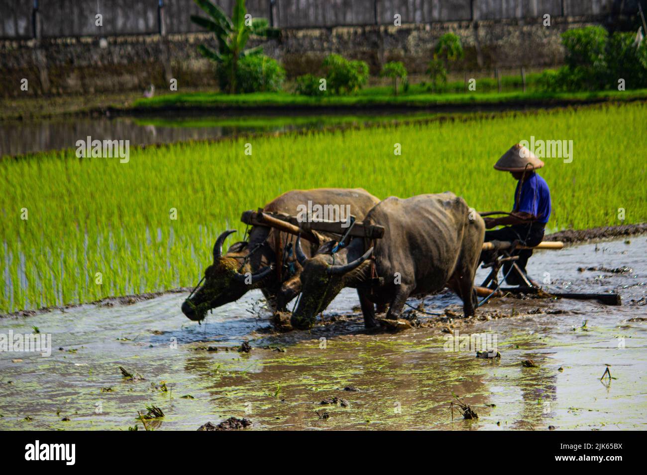 Farmer oxen ploughing rice field hi-res stock photography and images - Alamy