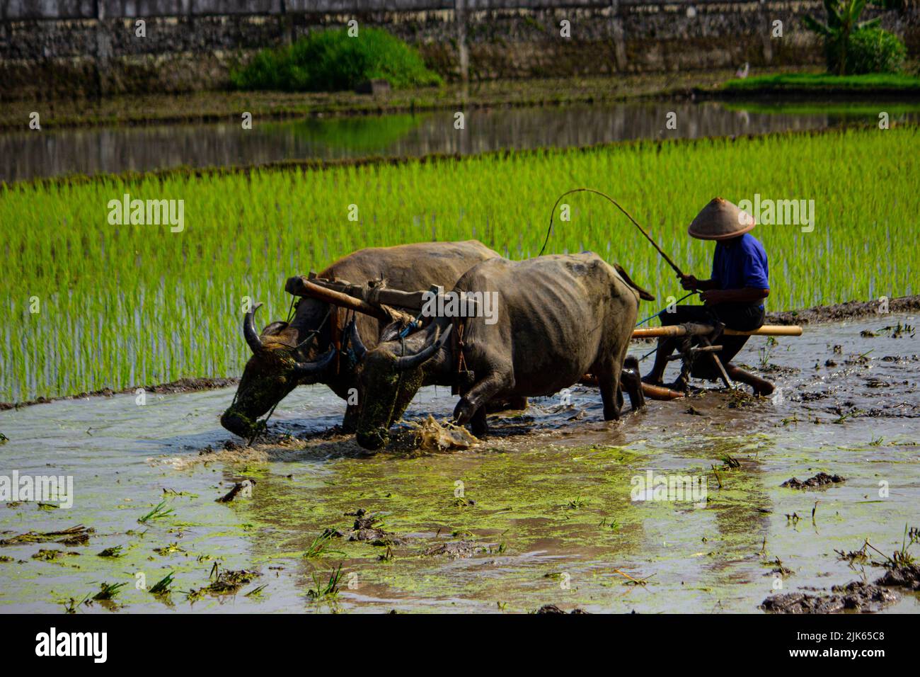 Farmer plowing paddy field with pair oxen or buffalo in Indonesia Stock ...