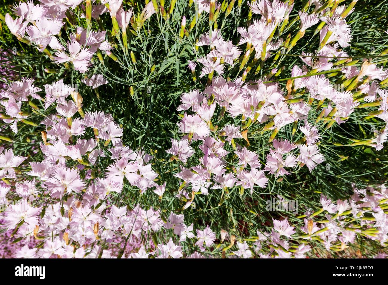 Pink flower bushes with green flower stems in a country farm Stock ...