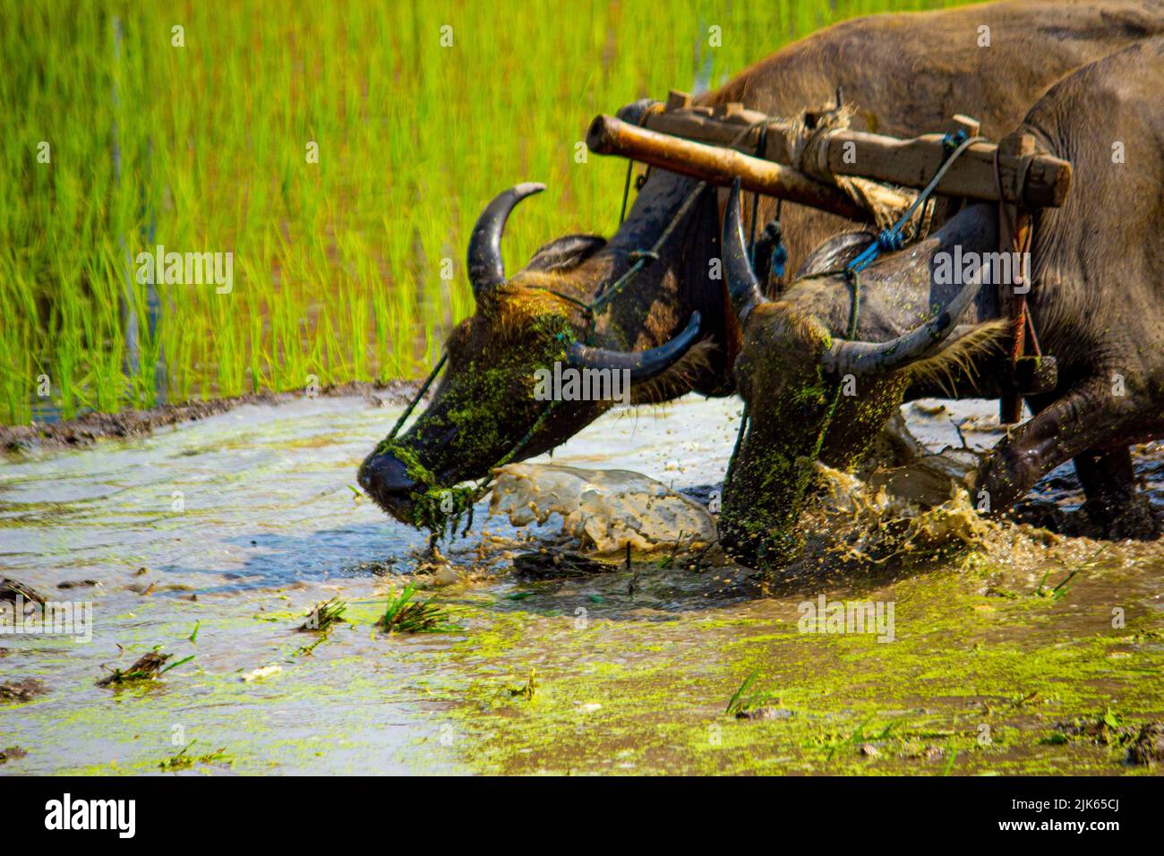 Farmer plowing paddy field with pair oxen or buffalo in Indonesia Stock ...