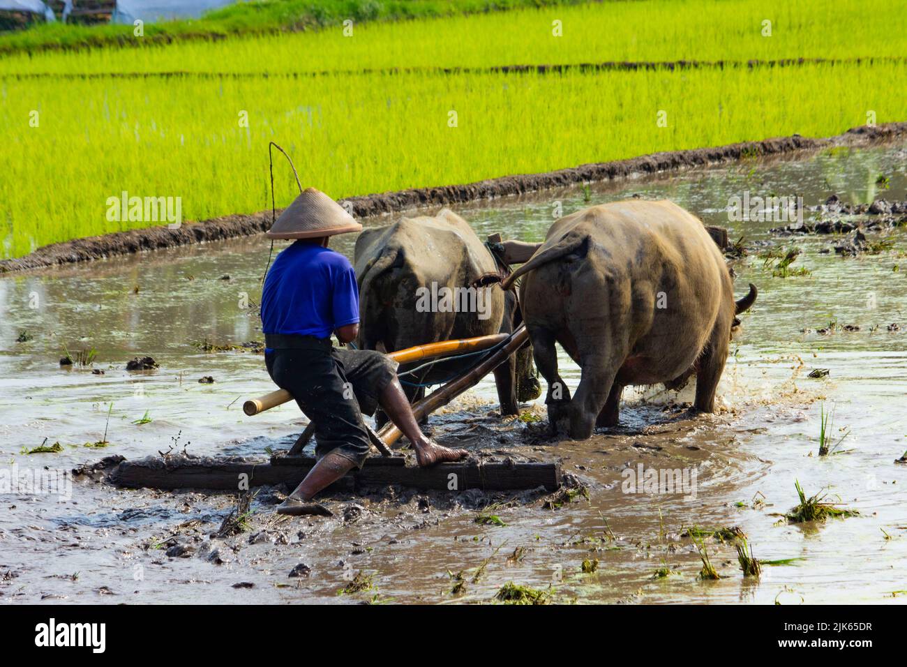 Farmer plowing paddy field with pair oxen or buffalo in Indonesia Stock ...