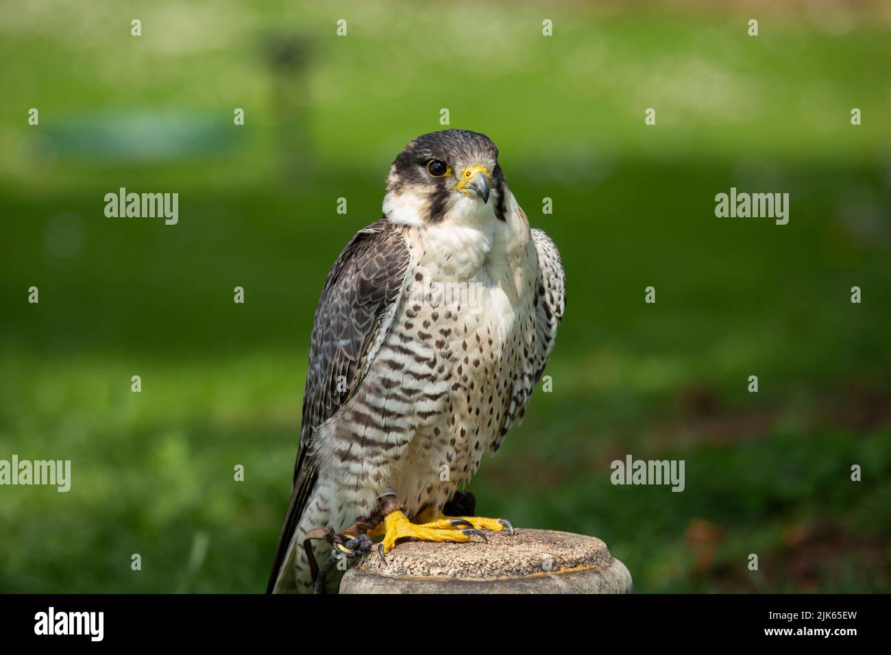 Saker Peregrine cross Falcon, Falconry bird Stock Photo - Alamy