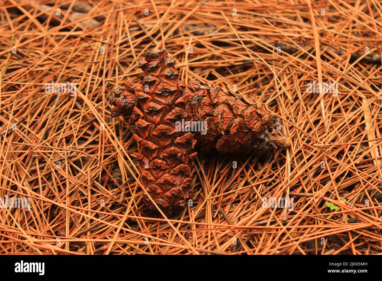 Coniferous plant seed hi-res stock photography and images - Alamy