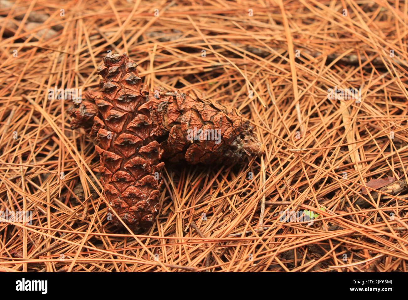brown pine cone, pine seed on straw background Stock Photo - Alamy