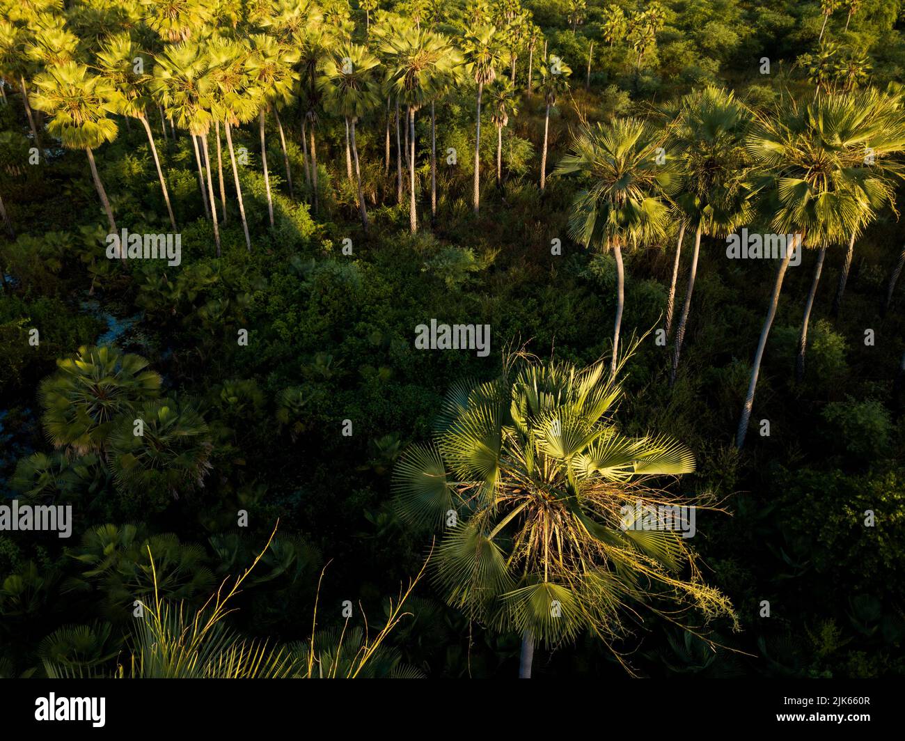 carnauba (copernicia prunifera) is a species of palm native to ...