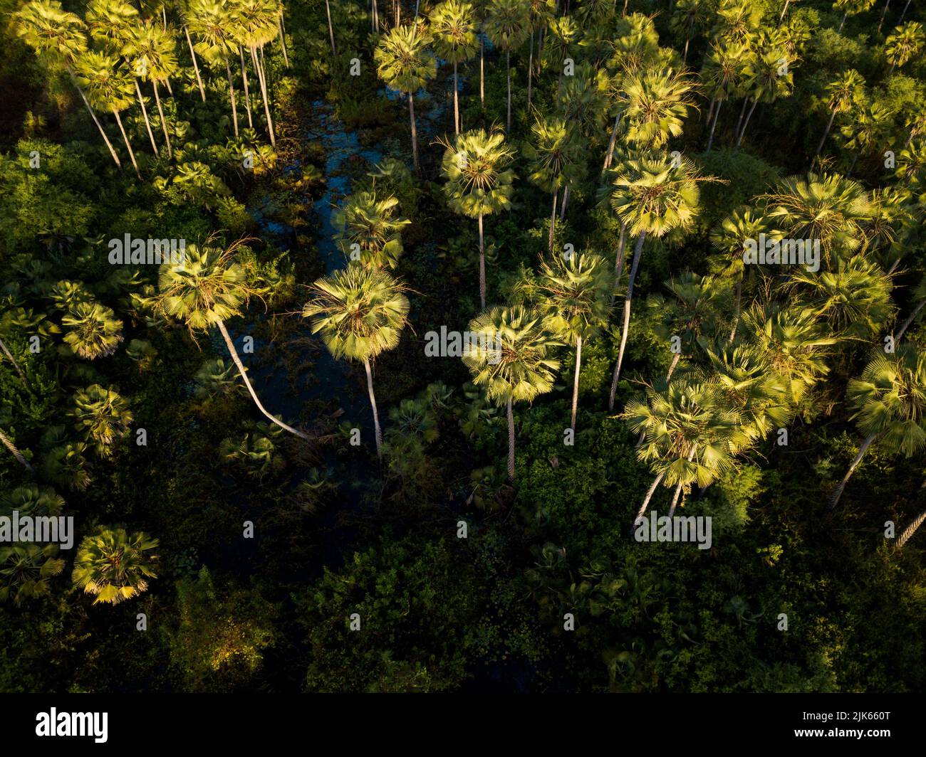 carnauba palm or carnaubeira or copernicia prunifera - palmtree native ...