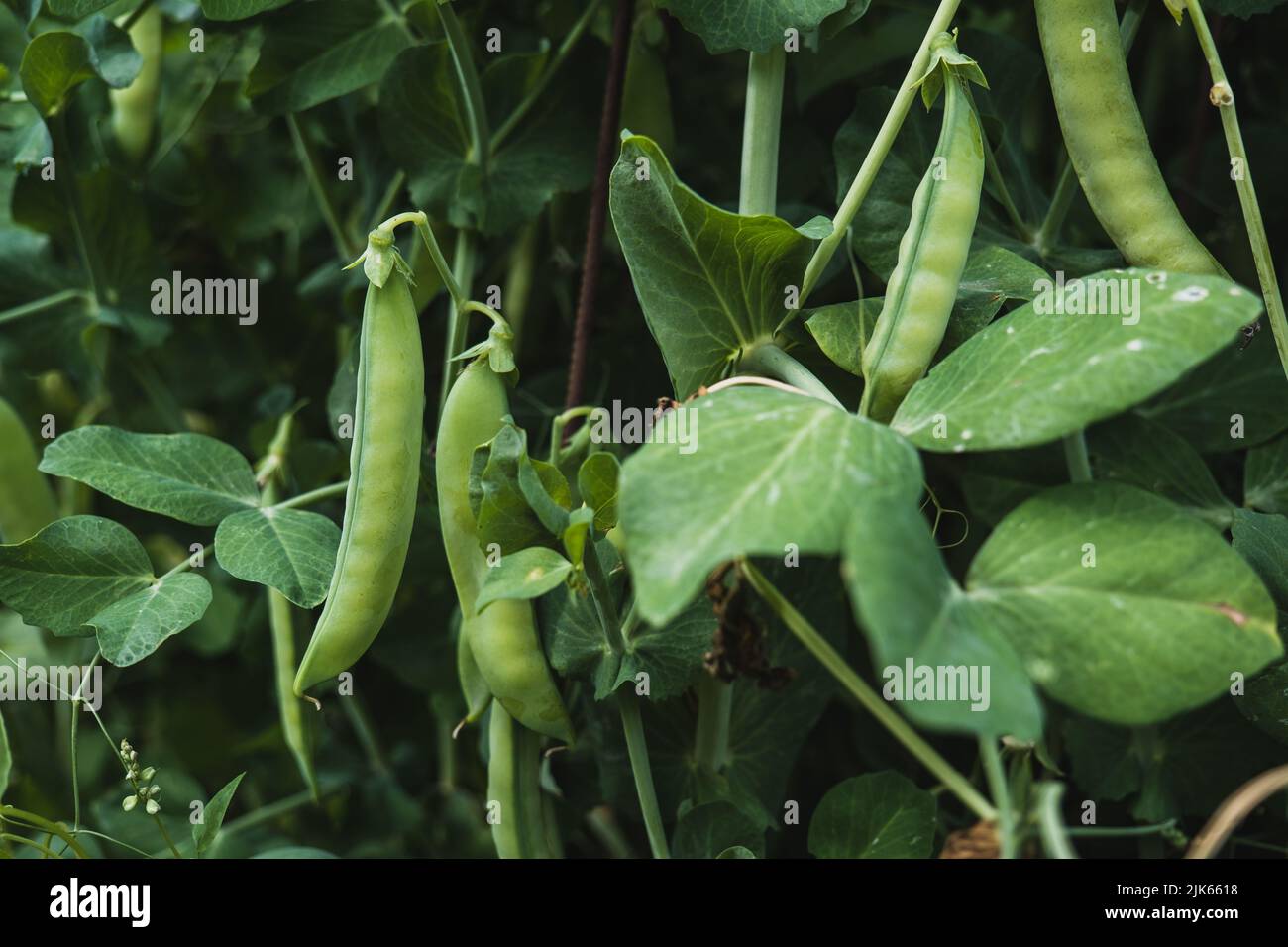 Curved pea pod hi-res stock photography and images - Alamy