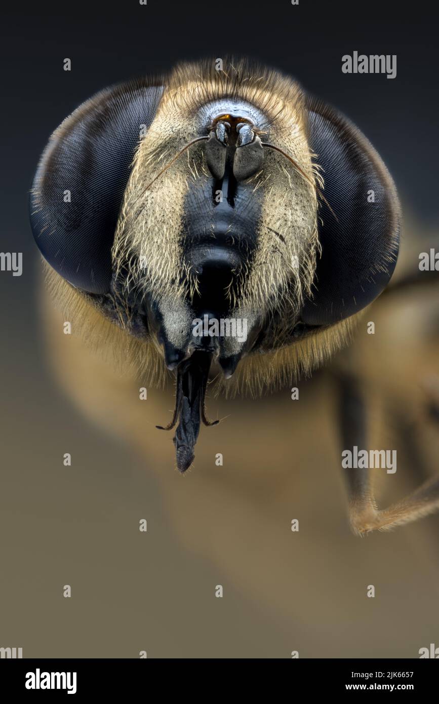 Extreme close up face fly hi-res stock photography and images - Alamy