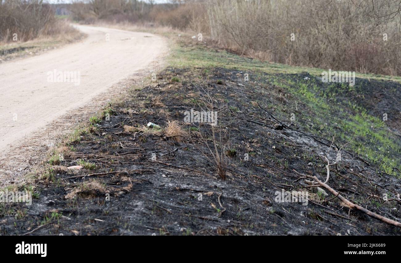 Burned-out grass. A site of fire after burning the grass in spring ...