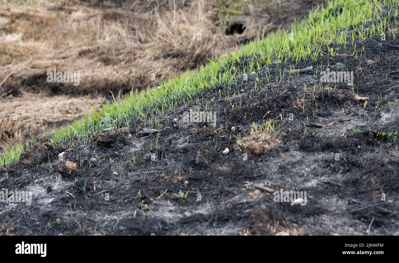 Burned-out grass. A site of fire after burning the grass in spring ...