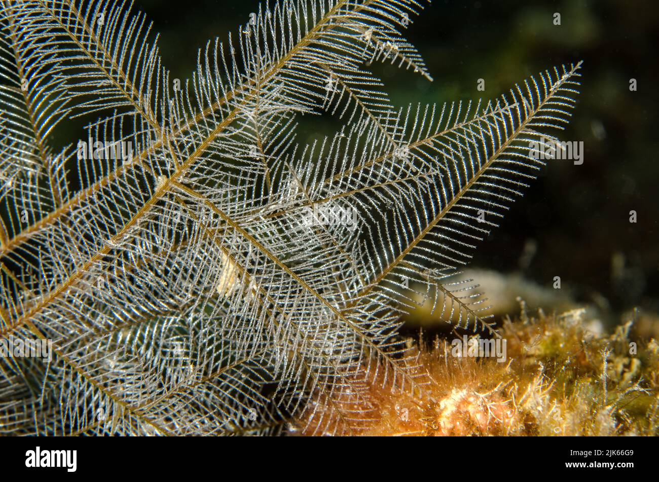 Stinging Hydrozoan, Aglaophenia cupressina, Plamulariidae, Anilao, Indo ...