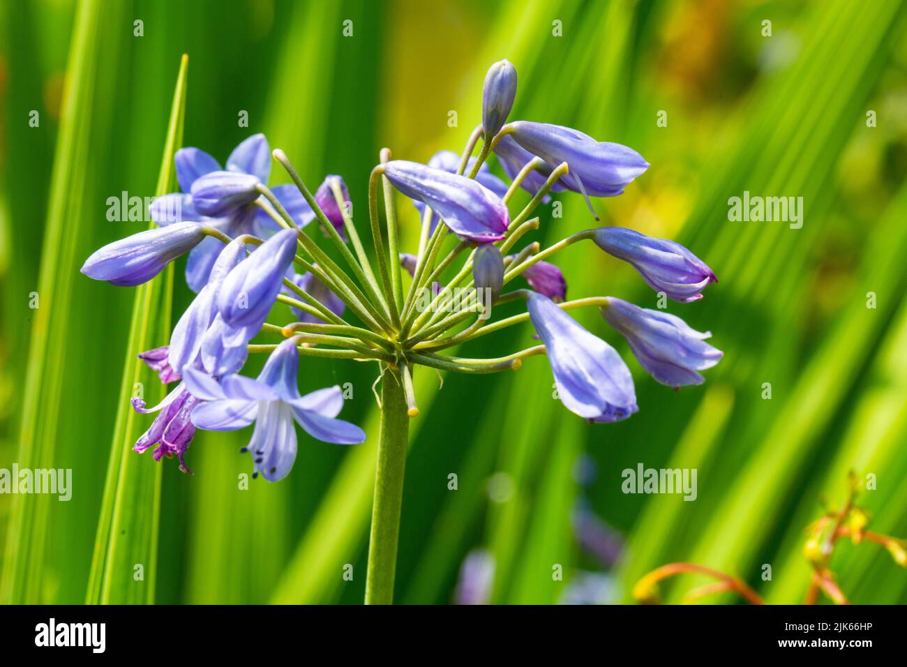 lily of the nile, blue flower closeup, african lily Stock Photo - Alamy