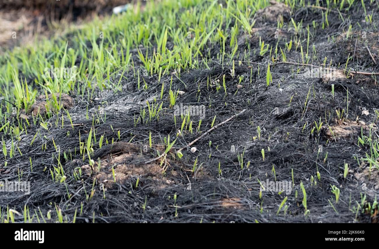 Burned-out grass. A site of fire after burning the grass in spring ...