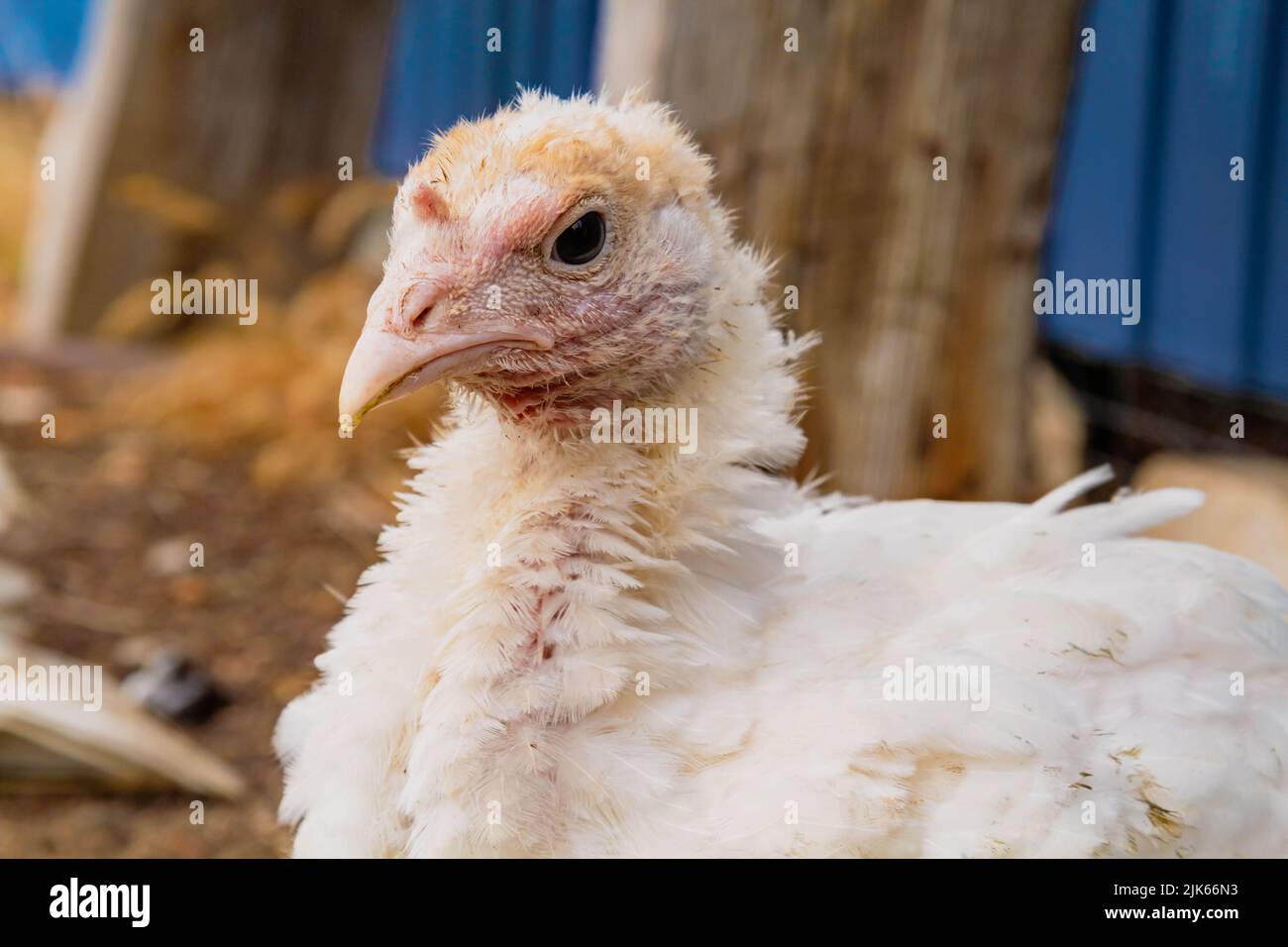 Turkey cubs. Little turkeys. Feeding and caring for birds. Poultry farm ...