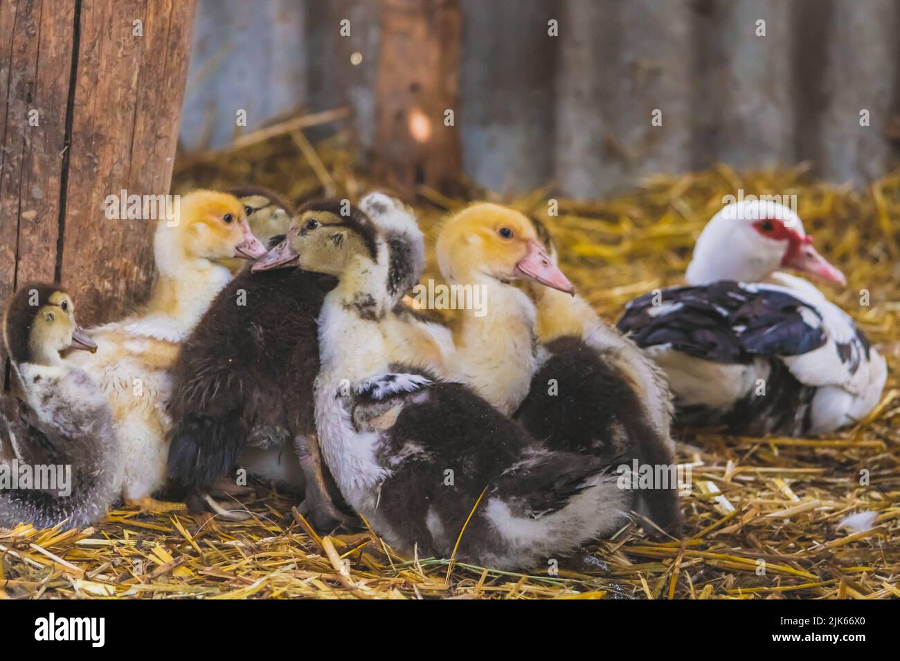 Gosling. Poultry farm for breeding geese. Little goose chicks in the ...