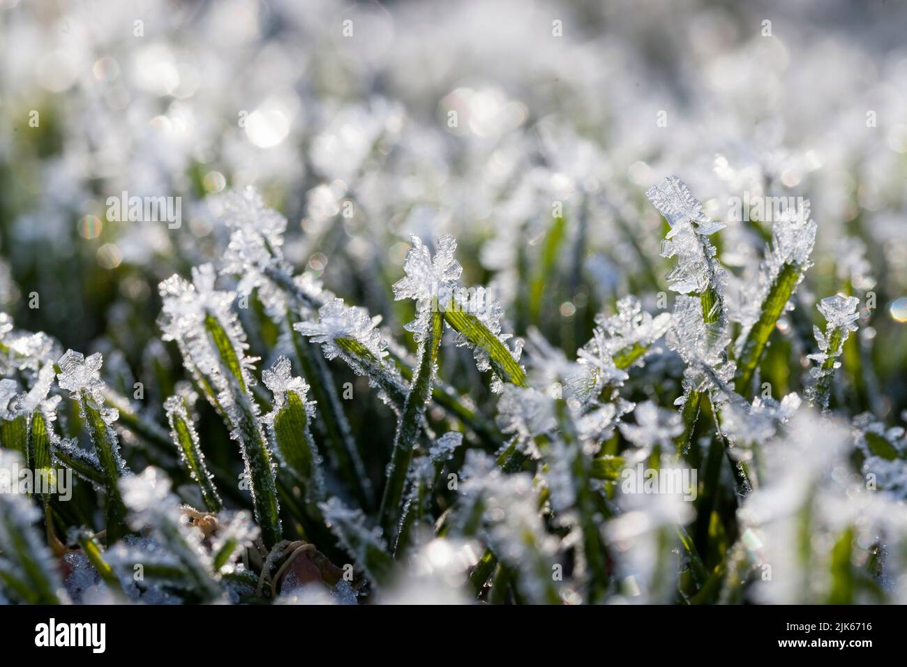 grass covered with white cold frost in the winter season , features of ...
